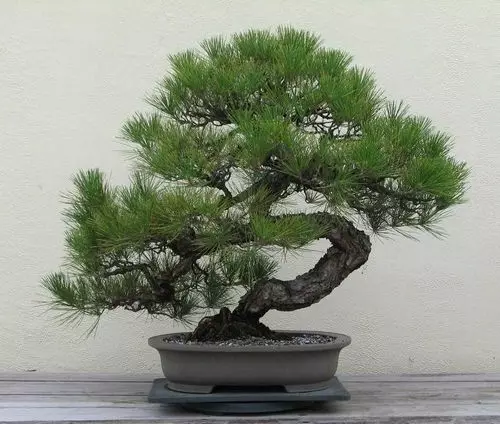 Bonsai Pinien: wéi ze pflanzen, wuessen aus Somen, Fleeg doheem 7267_6