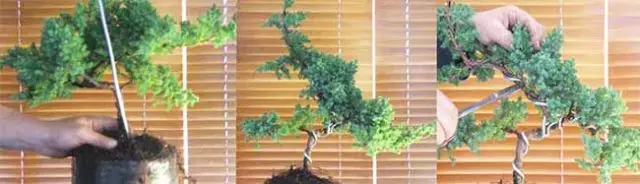 Bonsai Pinien: wéi ze pflanzen, wuessen aus Somen, Fleeg doheem 7267_7