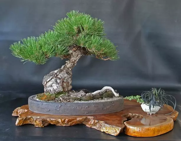 Bonsai Pinien: wéi ze pflanzen, wuessen aus Somen, Fleeg doheem 7267_8