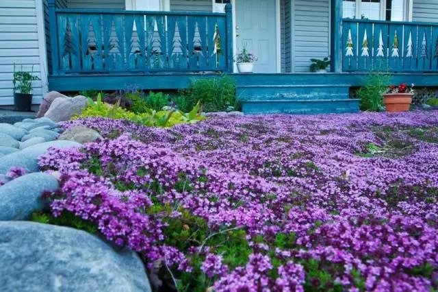 Mga perennial sa ground cover: litrato nga adunay ngalan