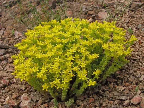 Sedum