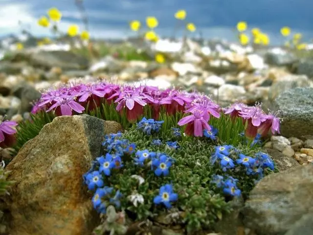 Ground Cover Stauden: Foto mam Numm 726_5