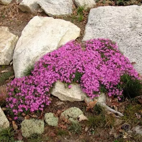 Subulazzjoni phlox