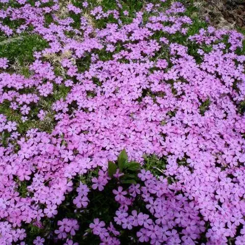 Gespillt Phlox