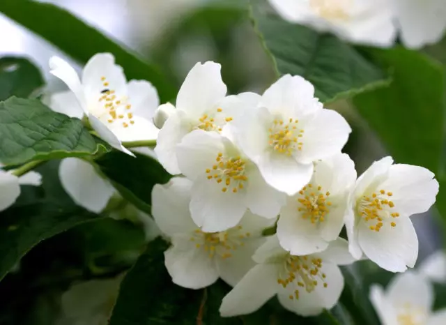 Chubushnik i jasmin: razlike, fotografije, kako se razlikuje, kako razlikovati 7276_1