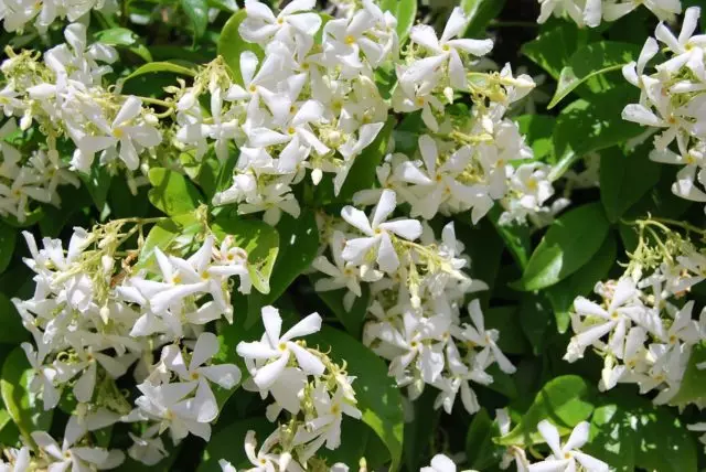 Chubushnik i jasmin: razlike, fotografije, kako se razlikuje, kako razlikovati 7276_2