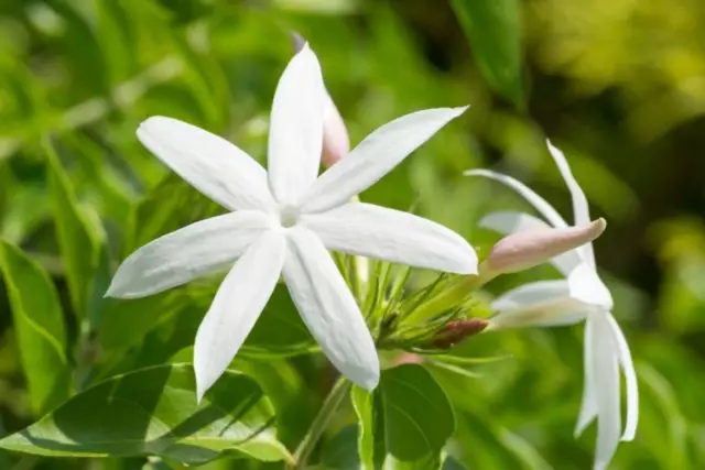 Chubushnik i jasmin: razlike, fotografije, kako se razlikuje, kako razlikovati 7276_3