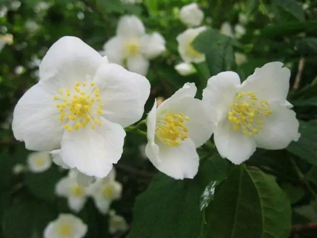 Chubushnik ແລະ jasmine: ຄວາມແຕກຕ່າງ, ຮູບພາບ, ຄວາມແຕກຕ່າງຂອງມັນ, ວິທີການ ຈຳ ແນກ 7276_4