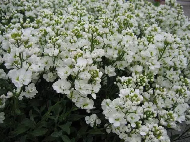 Arabis (rezuha)