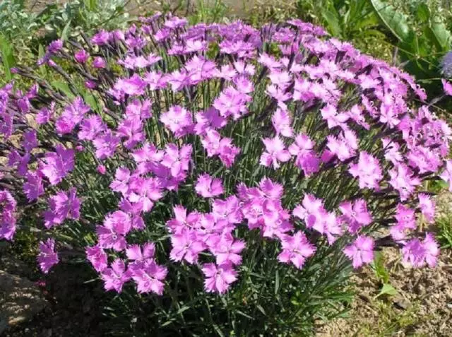 Carnation grayish blue (cesius)