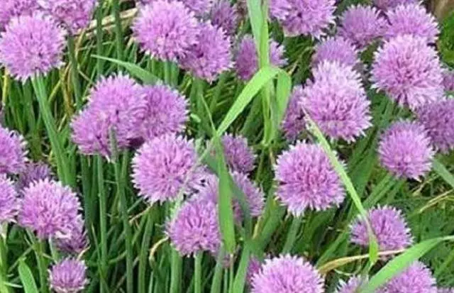 Chives