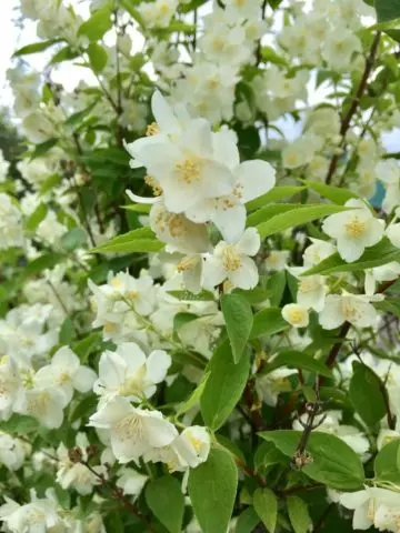 Chubushnik (jardin de jasmin) en Sibérie et dans l'Oural: plantation et entretien, variétés avec photos et descriptions 7284_1