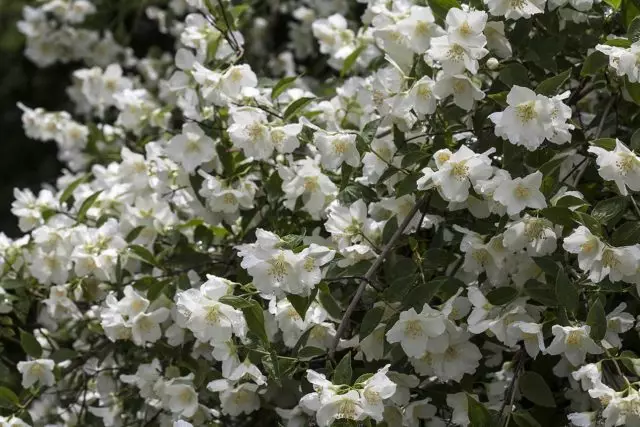 Chubushnik (jardin de jasmin) en Sibérie et dans l'Oural: plantation et entretien, variétés avec photos et descriptions 7284_4