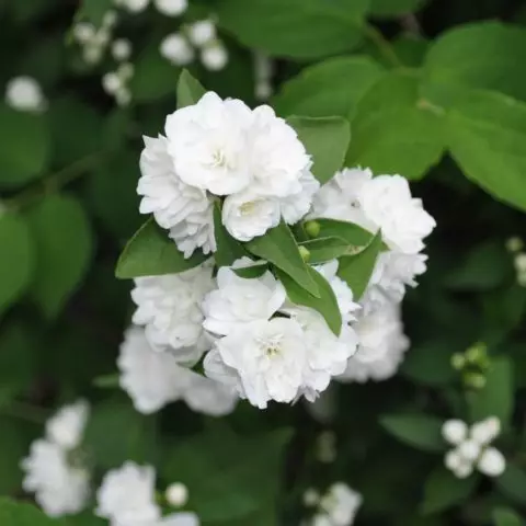 Chubushnik (jardin de jasmin) en Sibérie et dans l'Oural: plantation et entretien, variétés avec photos et descriptions 7284_6