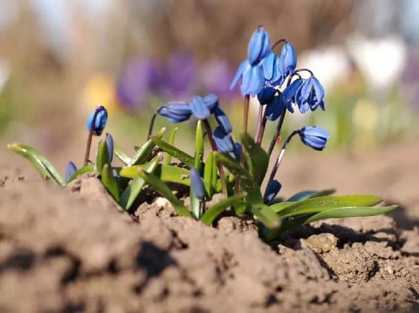 Primroses дарахтони бисёрсолаи булбулӣ: намудҳо, технологияи кишоварзӣ, хусусиятҳо