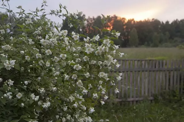 I-Chubushnik (jasmine) Lemoine (Philadelphus Lemoinei): incazelo yezinhlobonhlobo, izithombe, izibuyekezo, izici zokuzalela 7293_1