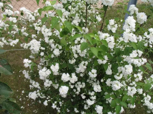 I-Chubushnik (jasmine) Lemoine (Philadelphus Lemoinei): incazelo yezinhlobonhlobo, izithombe, izibuyekezo, izici zokuzalela 7293_5