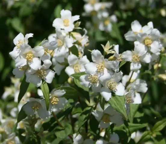 I-Chubushnik (jasmine) Lemoine (Philadelphus Lemoinei): incazelo yezinhlobonhlobo, izithombe, izibuyekezo, izici zokuzalela 7293_6