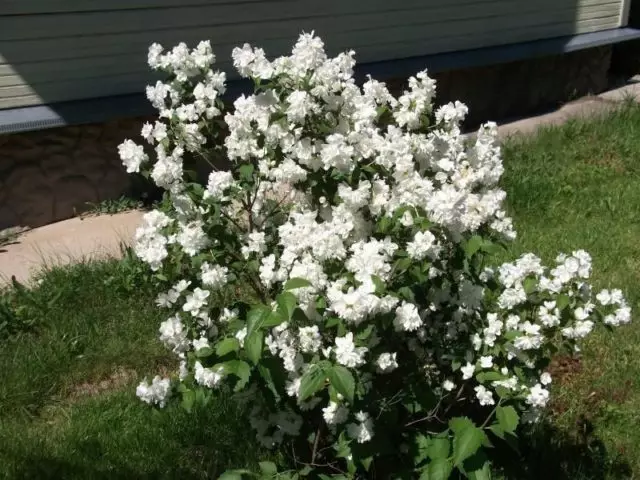 Chubushnik (jasmine) Lemoine (Philadelphus Lemoinei): tuairisc ar chineálacha, grianghraif, léirmheasanna, gnéithe pórúcháin 7293_8