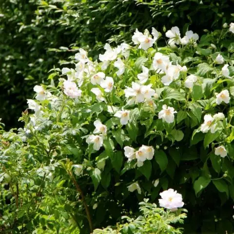 Chubushnik (Jasmin) Erdbeere: pflanzen und pflegen, wachsen 7294_1