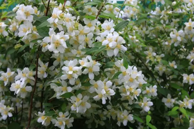 Chubushnik (Jasmin) Erdbeere: pflanzen und pflegen, wachsen 7294_3