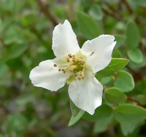 Chubushnik (Jasmin) Erdbeere: pflanzen und pflegen, wachsen 7294_5