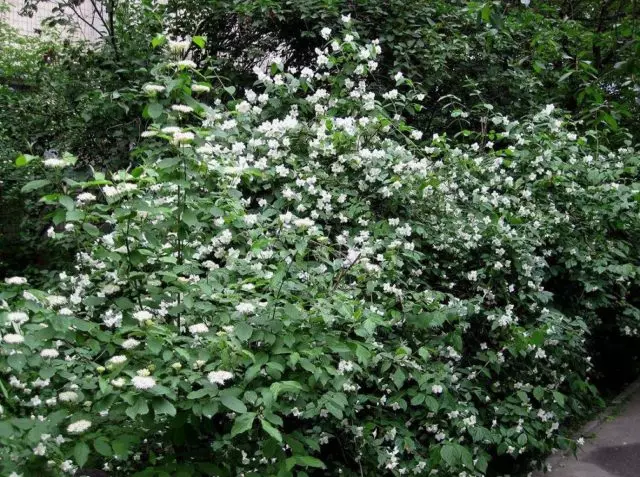 Chubushnik (jasmine) satroboninahitra Schneesturm: fambolena sy fikarakarana, fambolena 7296_2