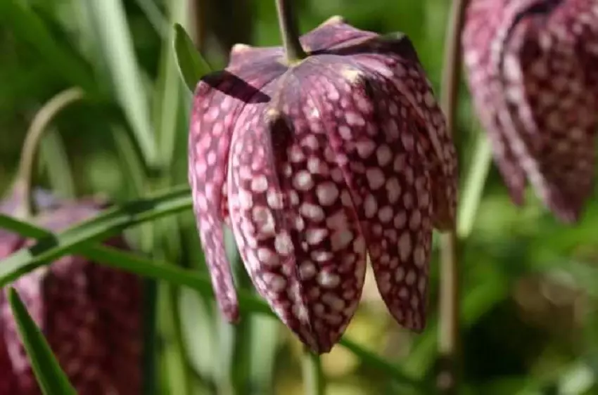 Perennial bulbous wintering ing lapangan: pilihan, nuansa teknologi pertanian