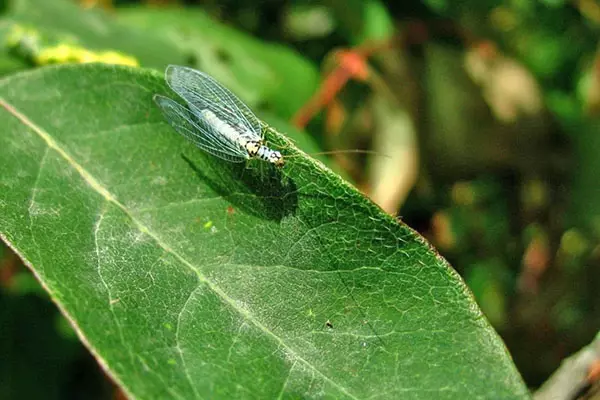 Honeysuckle sútha talún: tuairisc ar éagsúlacht, plandáil agus cúram, pollinators, grianghraif, léirmheasanna 7315_5