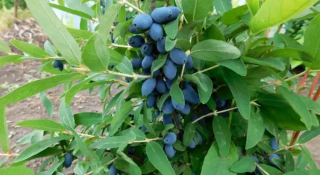 Honeysuckle Cubic zirconia: pagkakaiba-iba ng paglalarawan, mga larawan, pagtatanim at pangangalaga, mga pollinator, pruning, mga pagsusuri 7317_1