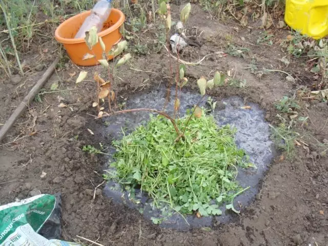 Honeysuckle Cubic zirconia: pagkakaiba-iba ng paglalarawan, mga larawan, pagtatanim at pangangalaga, mga pollinator, pruning, mga pagsusuri 7317_10