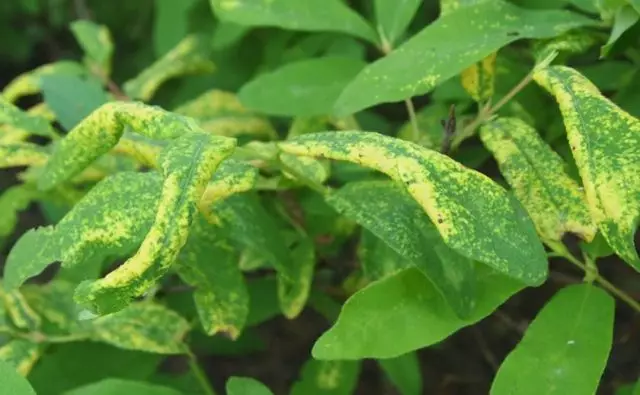 Honeysuckle Cubic zirconia: pagkakaiba-iba ng paglalarawan, mga larawan, pagtatanim at pangangalaga, mga pollinator, pruning, mga pagsusuri 7317_12