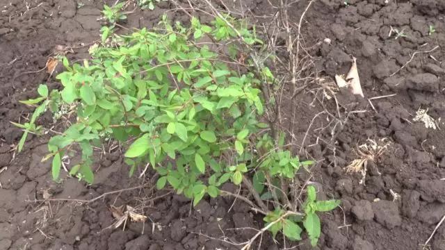 Honeysuckle Cubic zirconia: pagkakaiba-iba ng paglalarawan, mga larawan, pagtatanim at pangangalaga, mga pollinator, pruning, mga pagsusuri 7317_2