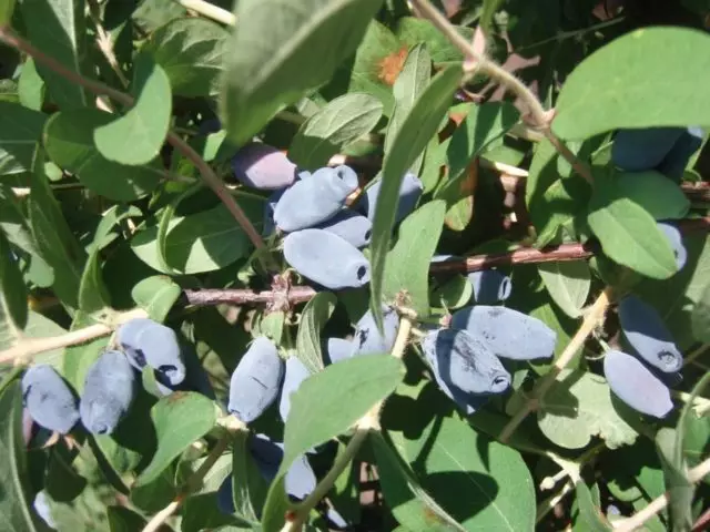 Honeysuckle Cubic zirconia: pagkakaiba-iba ng paglalarawan, mga larawan, pagtatanim at pangangalaga, mga pollinator, pruning, mga pagsusuri 7317_4