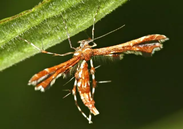 Honeysuckle Cubic zirkoniya: çeşid təsviri, fotoşəkillər, əkin və qulluq, tozlandırıcılar, budama, rəylər 7317_7