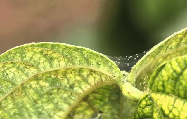 Honeysuckle Cubic zirconia: pagkakaiba-iba ng paglalarawan, mga larawan, pagtatanim at pangangalaga, mga pollinator, pruning, mga pagsusuri 7317_8