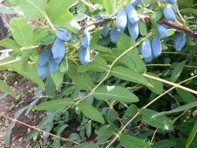 Varietas honeysuckle Nizhegorodskaya awal: deskripsi, penanaman dan perawatan, penyerbuk, ulasan 7321_4