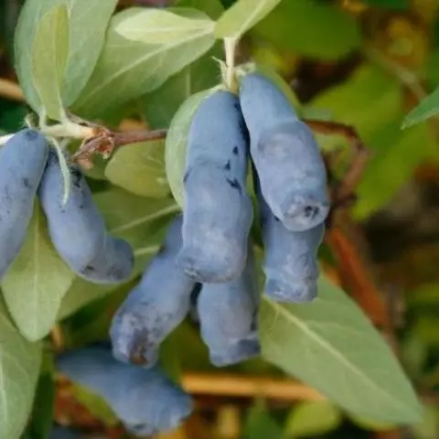 Honeysuckle Gzhelka: maelezo anuwai, picha, hakiki, upinzani wa baridi, upandaji na utunzaji 7322_1