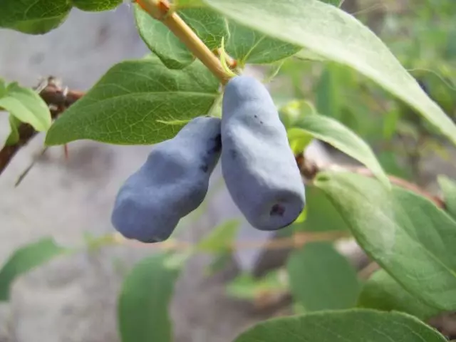 Honeysuckle Gzhelka: xilma -xillik tavsifi, fotosuratlar, sharhlar, sovuqqa chidamliligi, ekish va parvarish 7322_6