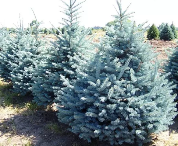 Colorado Spruce: Arizona, Misty Blue, Compacta, Majestic Blue, 7329_12