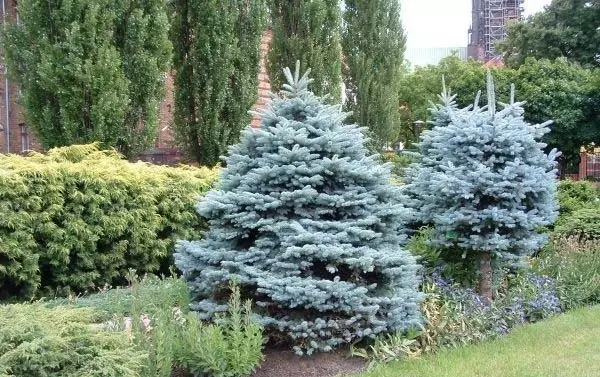 Kolorado Spruce: Arizona, Misty Blue, Compacta, Majestic Blue, 7329_13