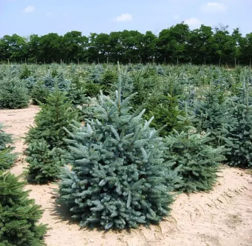 Colorado Spruce: Arizona, Misty Blue, Compacta, Majestic Blue, 7329_2