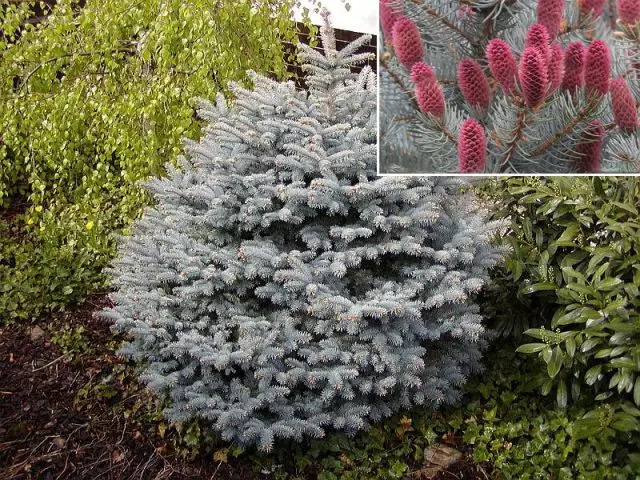 Colorado Spruce: Arizona, Misty Blue, Compacta, Majestic Blue, 7329_8