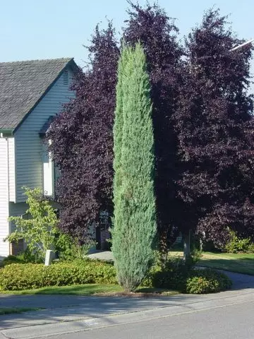 Columnar juniper: mhando, kudyara uye kuchengetedza, pikicha 7332_1