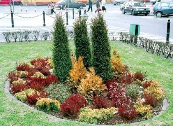 Ienupăr columnar: soiuri, plantare și îngrijire, fotografie 7332_10