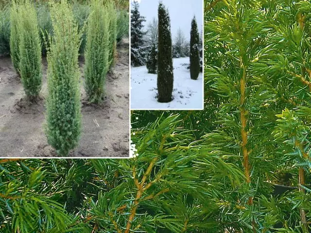 Columnar juniper: mhando, kudyara uye kuchengetedza, pikicha 7332_5