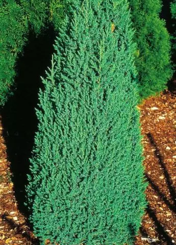 I-Columnar juniper: izinhlobo, ukutshala nokunakekela, isithombe 7332_8