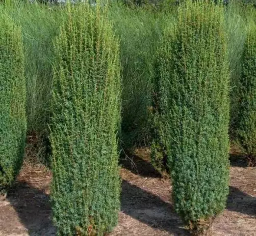 Juniper Columnar: ແນວພັນ, ການປູກແລະການດູແລ, ຮູບຖ່າຍ 7332_9