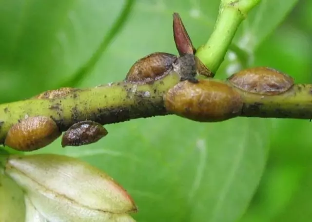 Paano gamutin ang juniper mula sa mga sakit at peste 7333_10