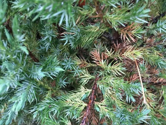 ວິທີການປິ່ນປົວພະຍາດ juniper ຈາກພະຍາດແລະສັດຕູພືດ 7333_20